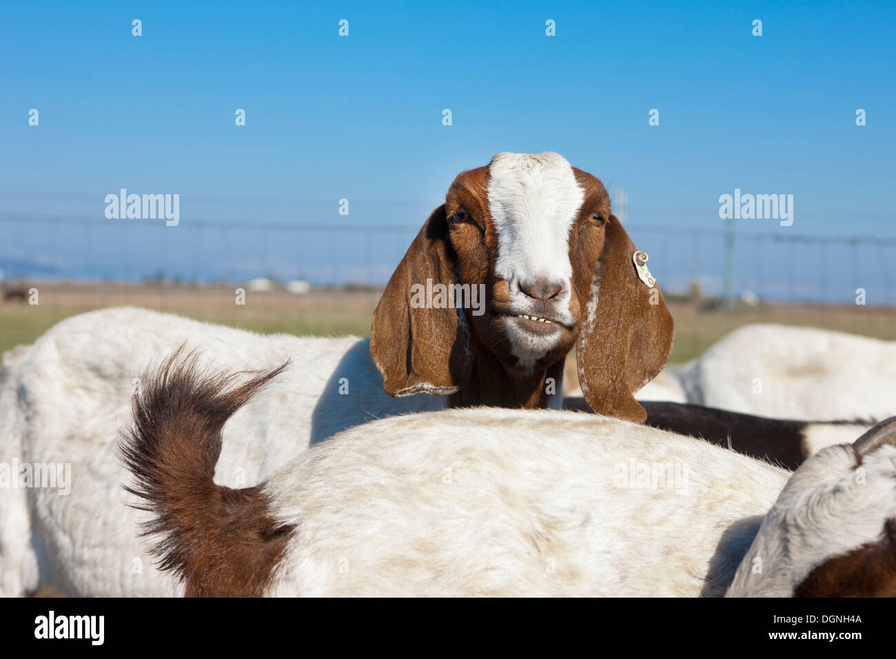 Mugging the camera hi-res stock photography and images - Alamy