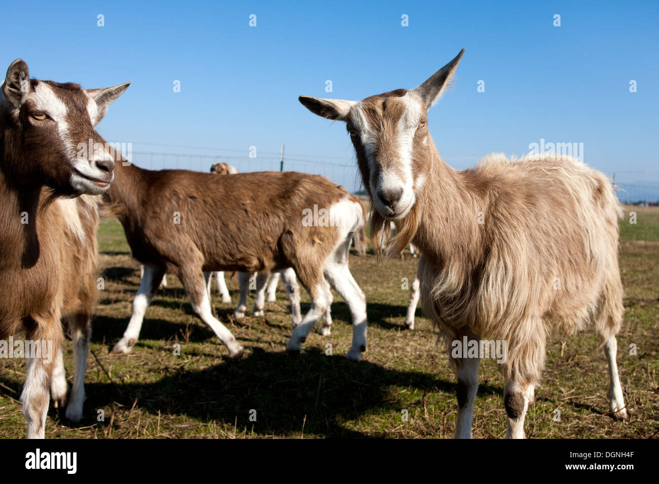 Goat looking at camera Stock Photo - Alamy