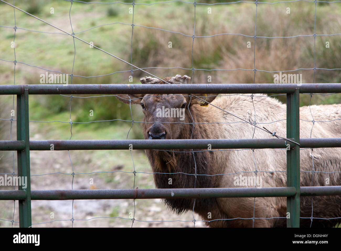 Elk looking through gate Stock Photo - Alamy