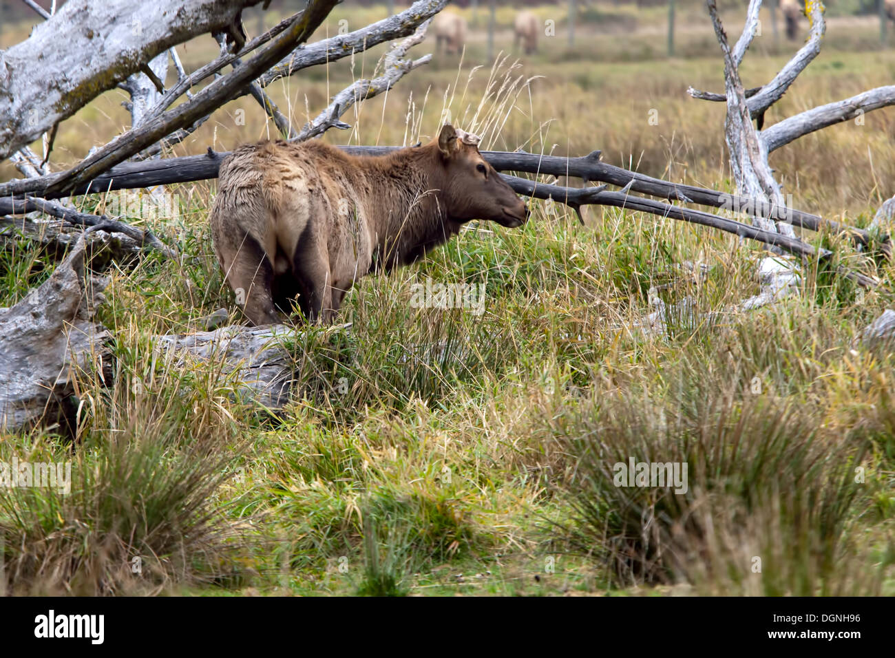 Elk by fallen tree Stock Photo - Alamy
