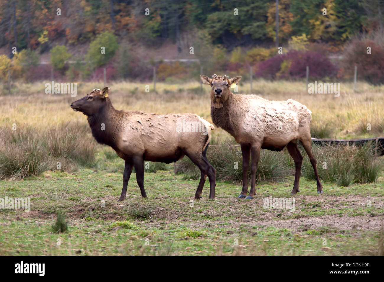 Pair of farm raised elk Stock Photo - Alamy