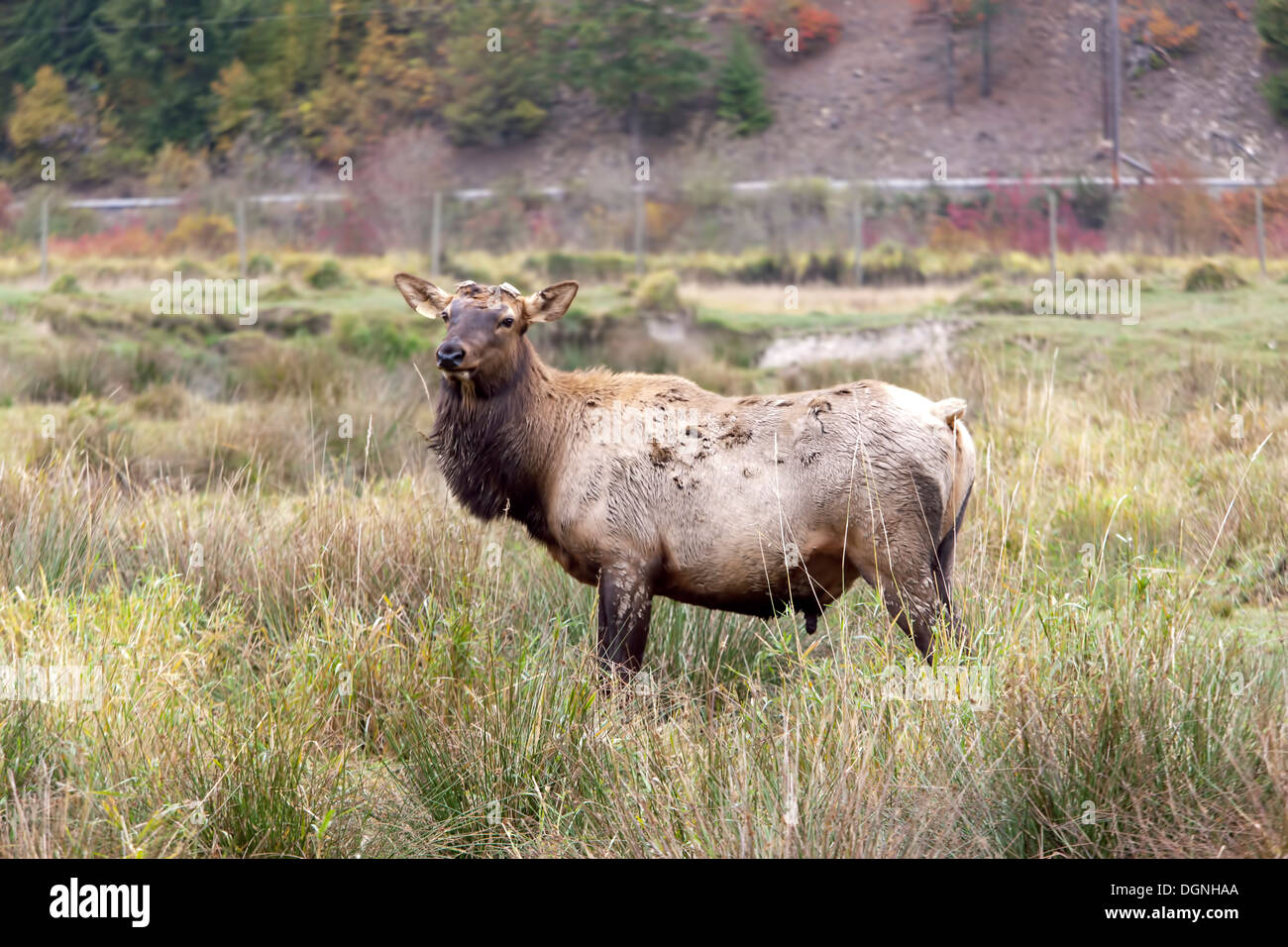 Elk in field Stock Photo - Alamy