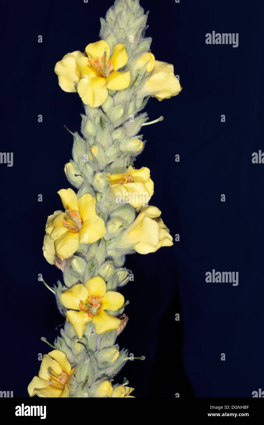 Mullein Stalk High Resolution Stock Photography and Images - Alamy