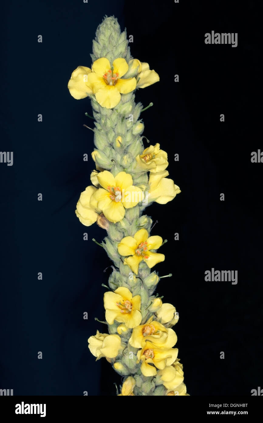Mullein stalk hi-res stock photography and images - Alamy