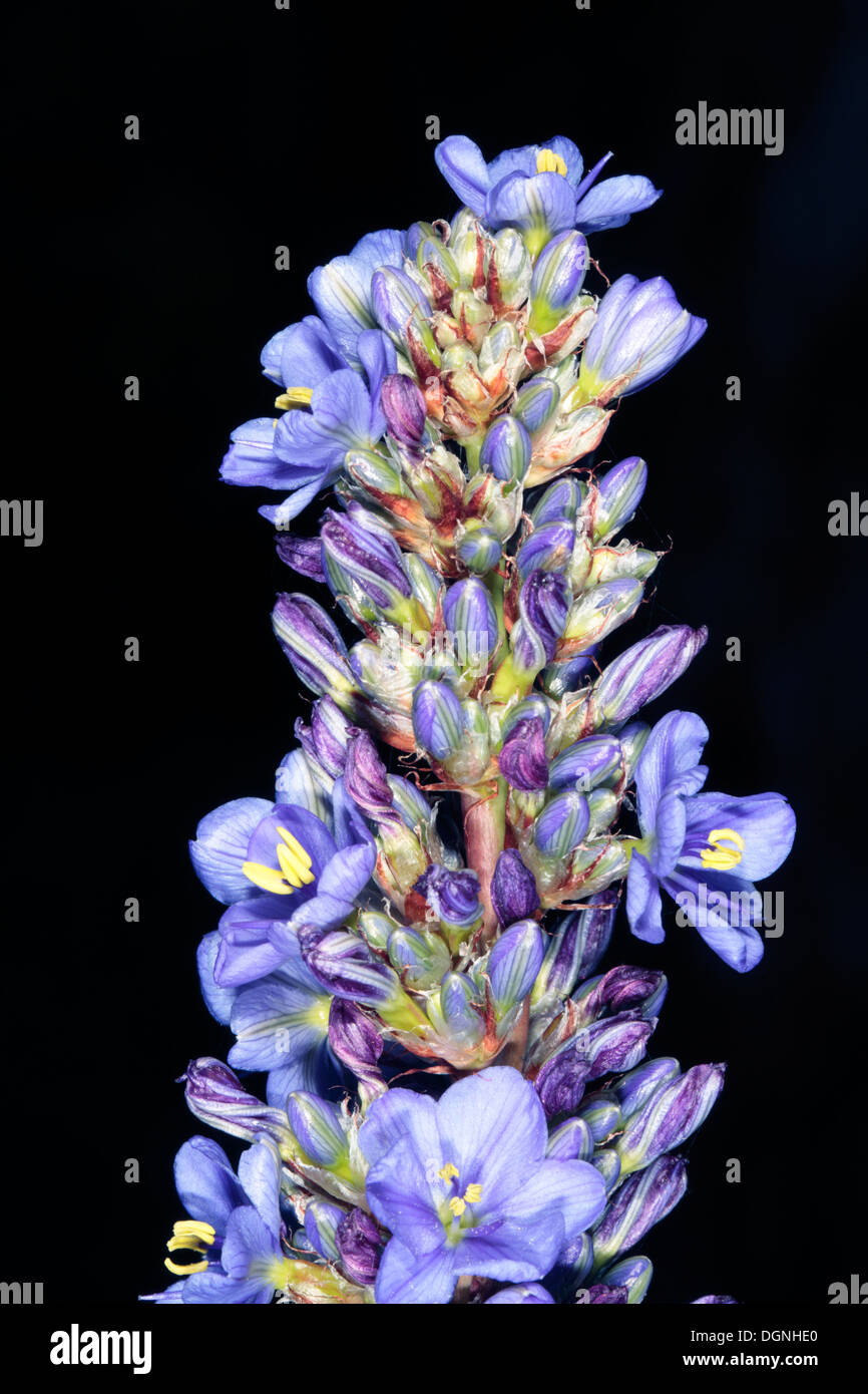 Close-up of Blue Aristea/ Blousuurkanol Flower Spike - Aristea capitata ...