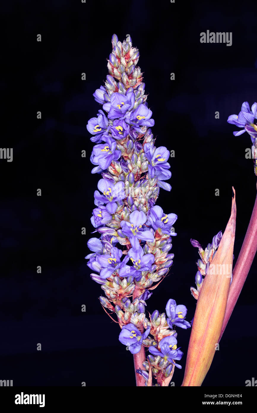 Close-up of Blue Aristea/ Blousuurkanol Flower Spike - Aristea capitata ...