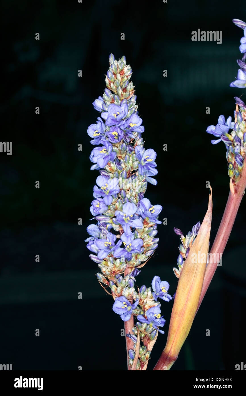 Aristea major hi-res stock photography and images - Alamy