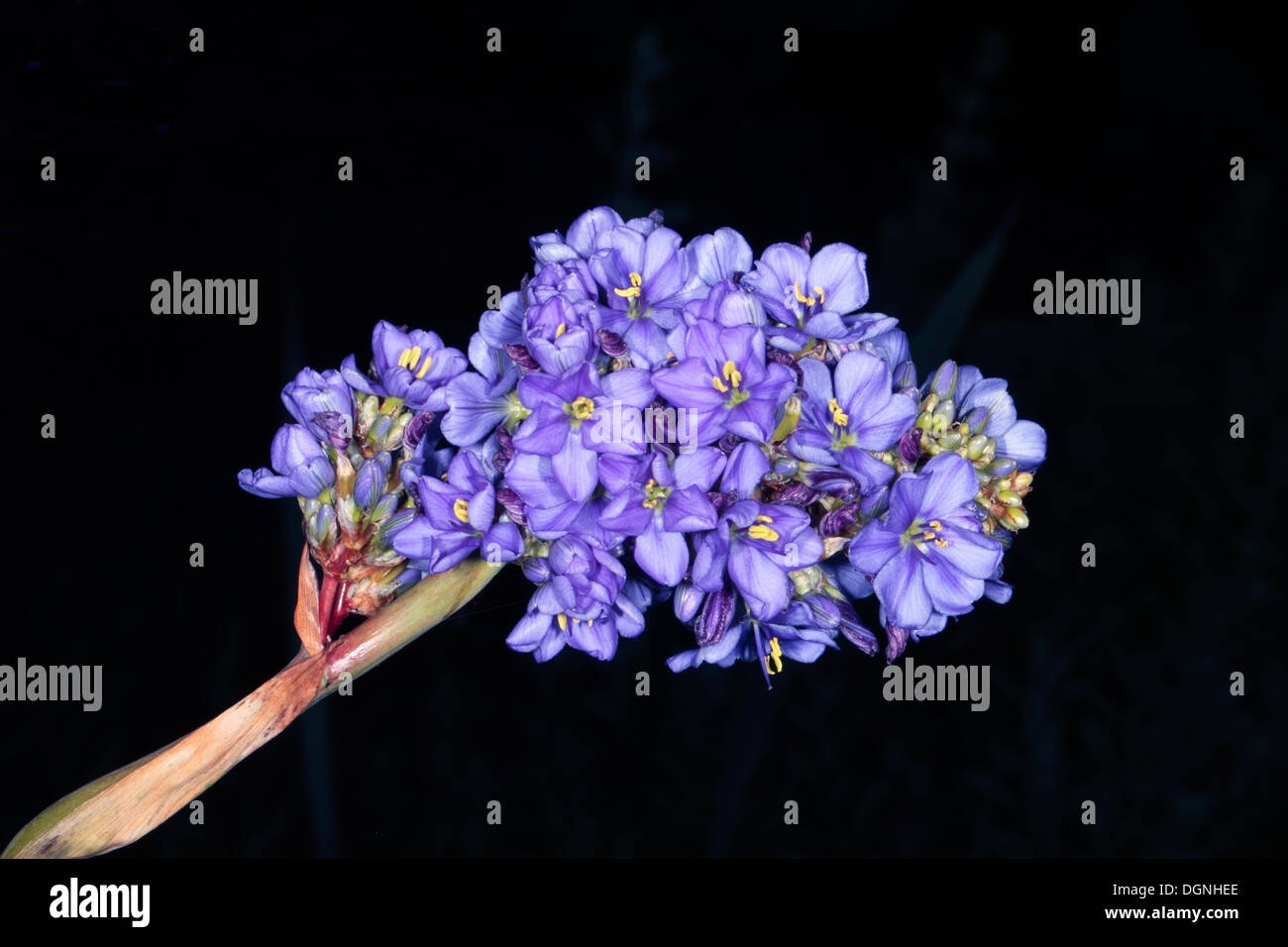 Close-up of Blue Aristea/ Blousuurkanol Flower Spike - Aristea capitata ...