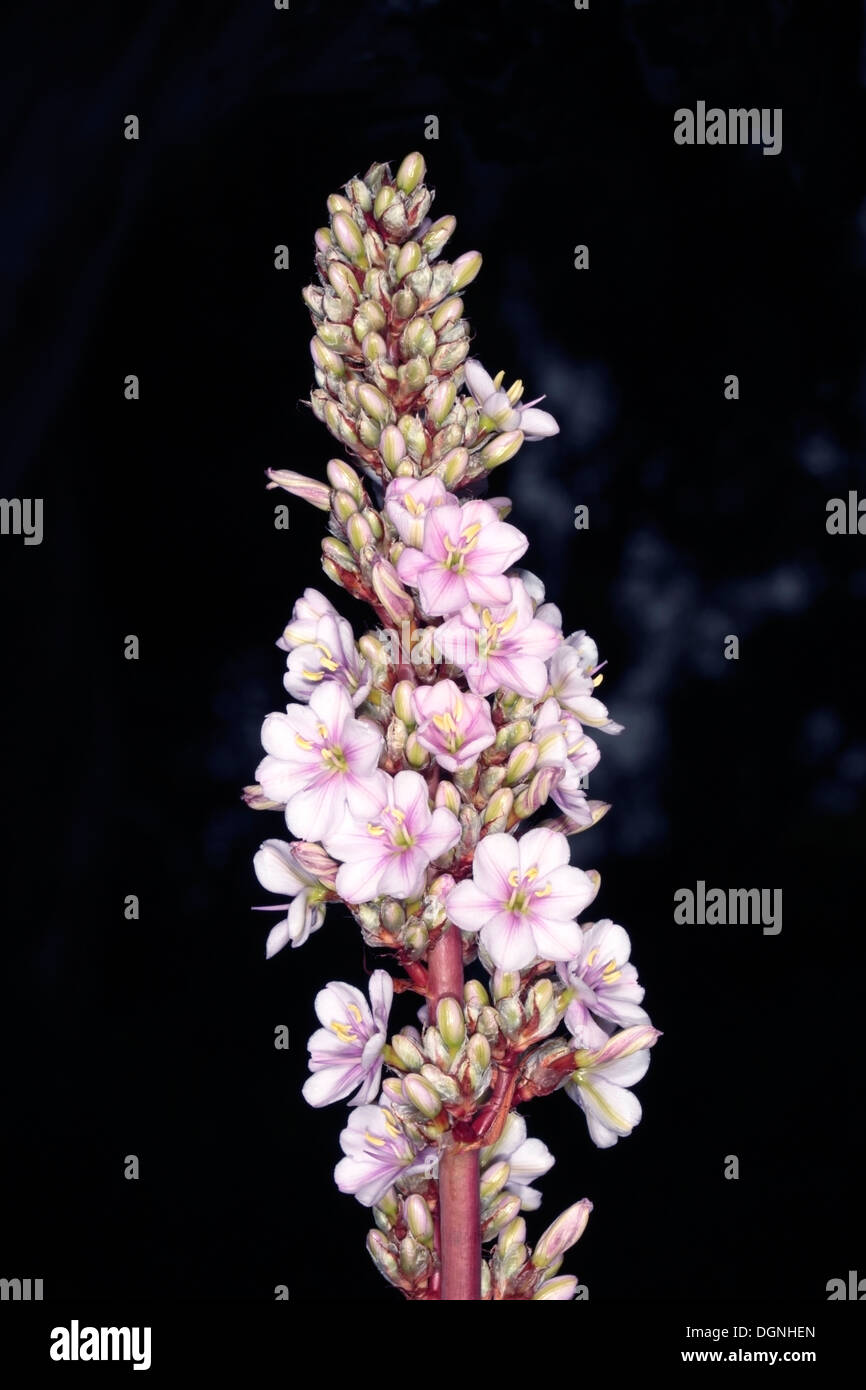 Aristea major hi-res stock photography and images - Alamy