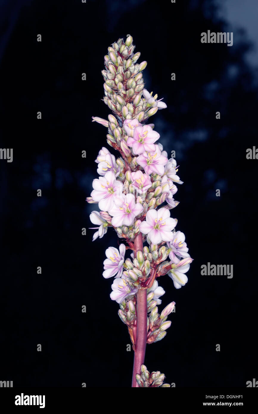 Close-up of Pink Aristea/ Blousuurkanol Flower Spike - Aristea capitata ...
