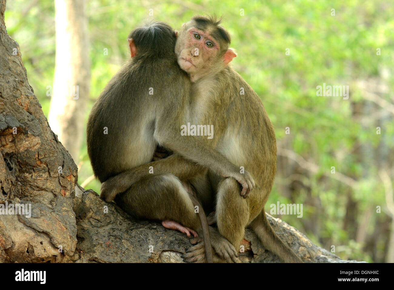 Two Monkeys Hugging