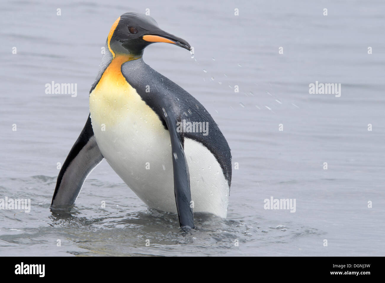 King Penguin (Aptenodytes patagonicus), wet penguin returning to the ...