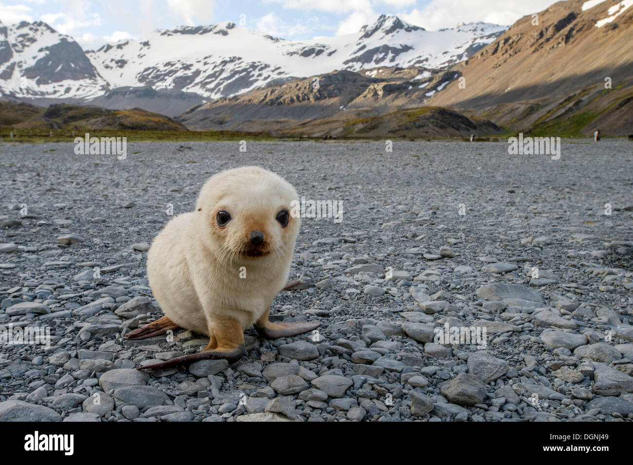 Leucistic seal hi-res stock photography and images - Alamy