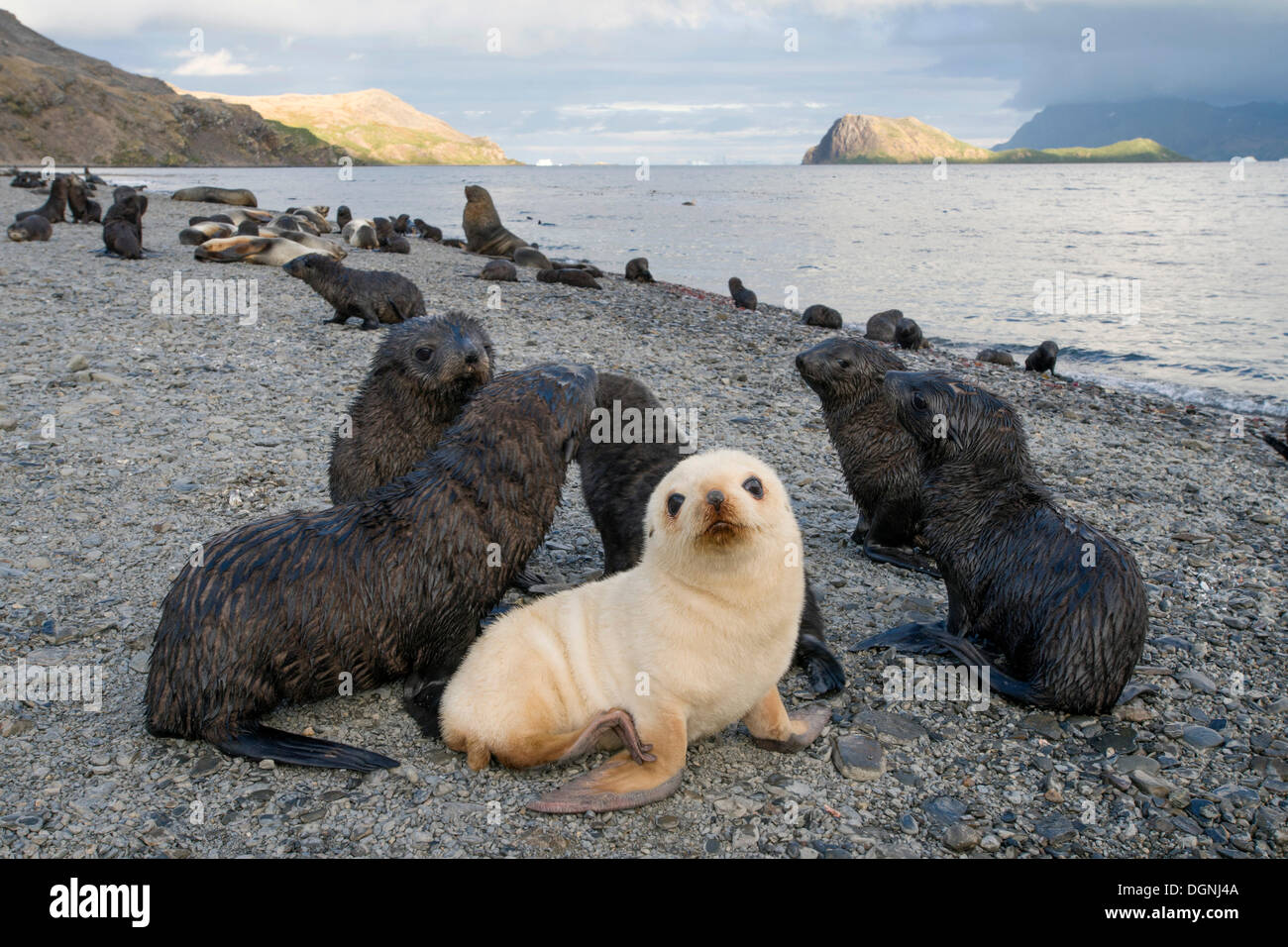 Antarctic Fur Seals (Arctocephalus gazella), pubs, one leucistic pup ...