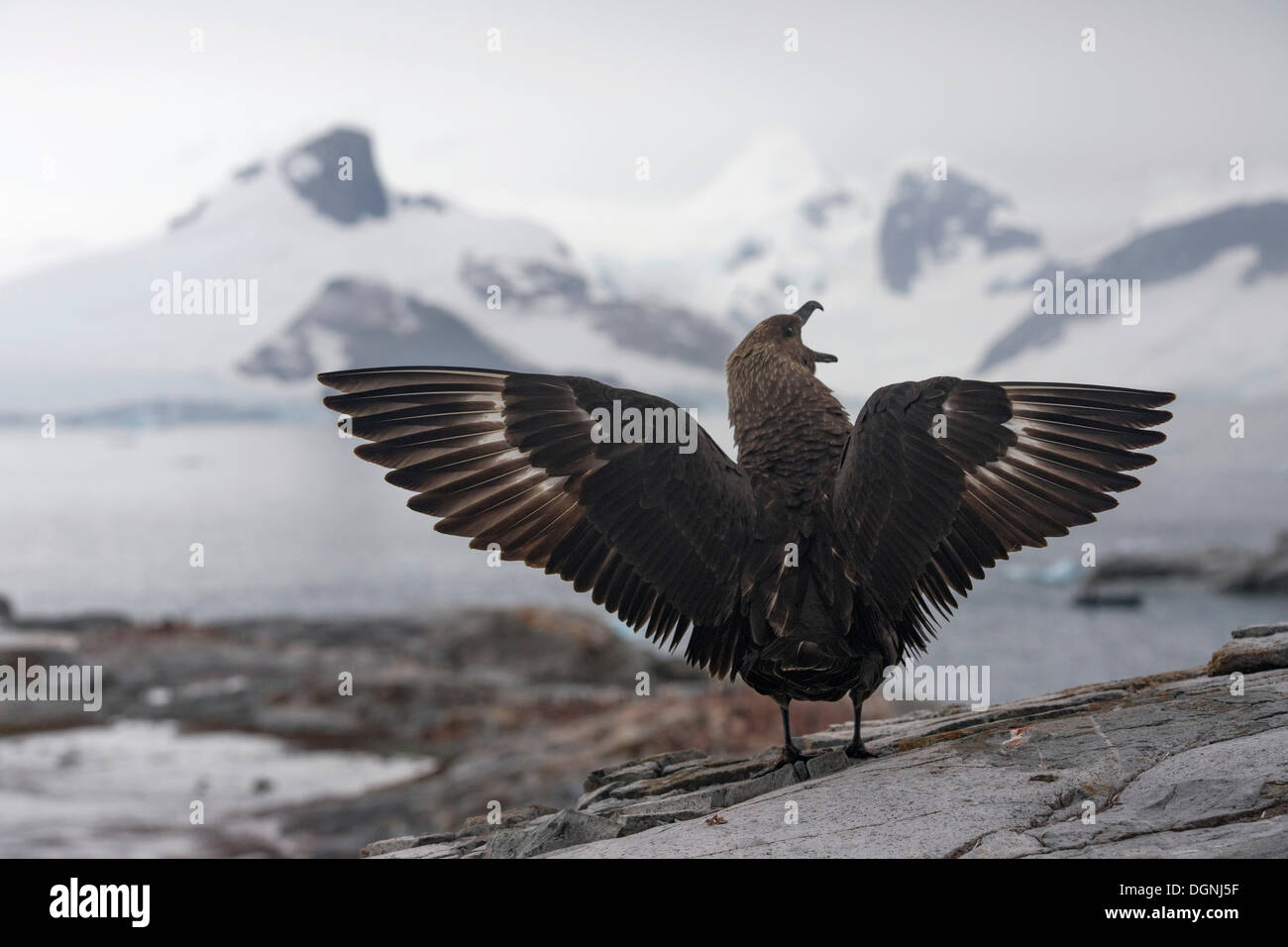 White patches on wing hi-res stock photography and images - Alamy