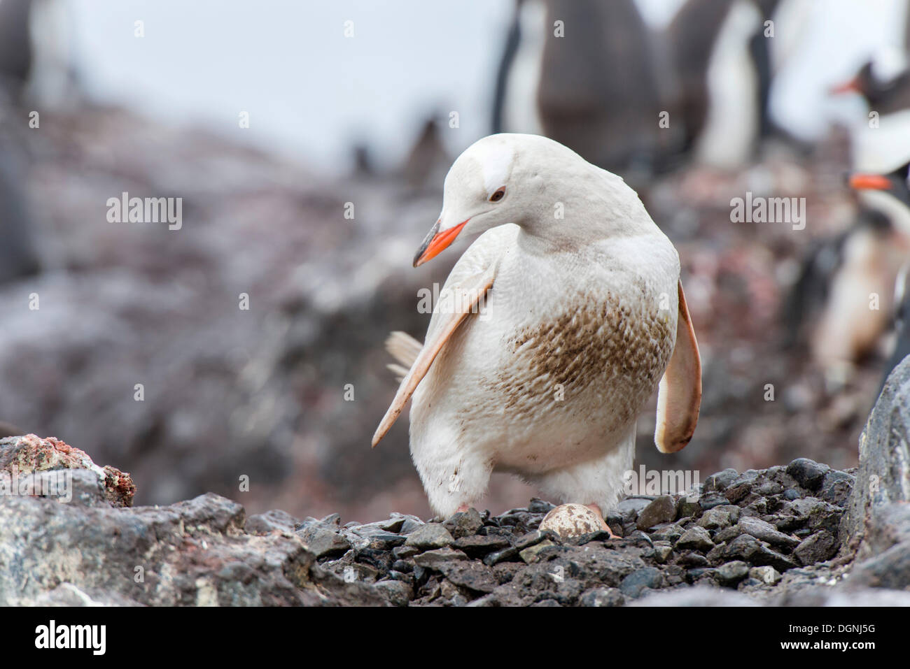 Leucistic penguin hi-res stock photography and images - Alamy