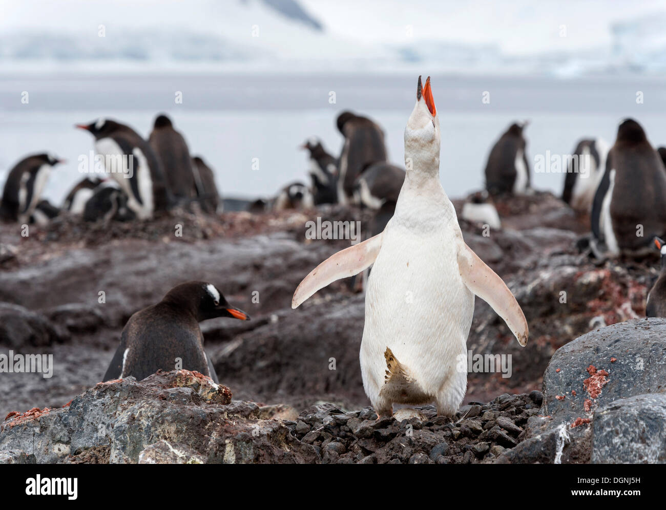 Leucistic penguin hi-res stock photography and images - Alamy