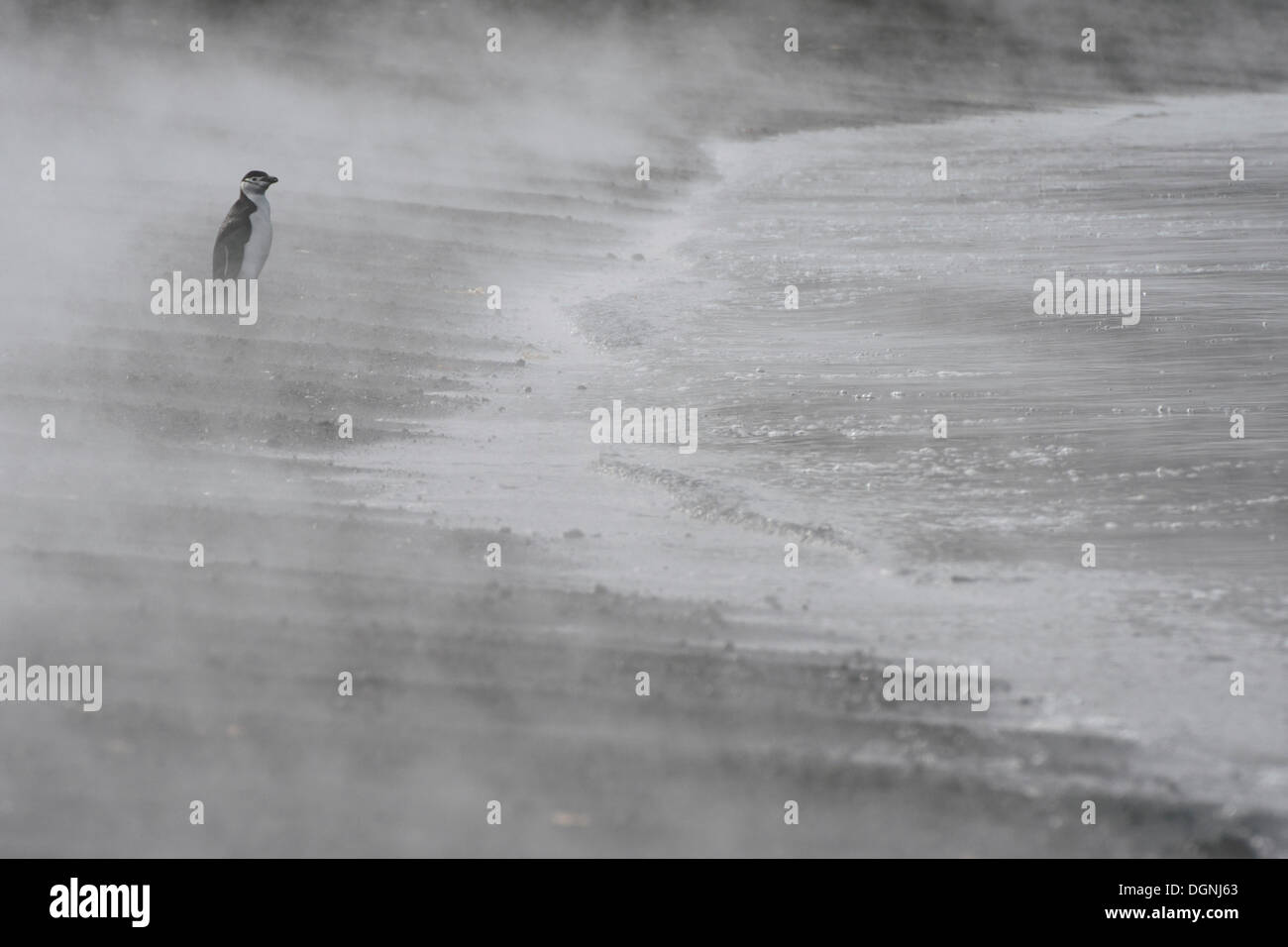 Hot springs antarctica hi-res stock photography and images - Alamy