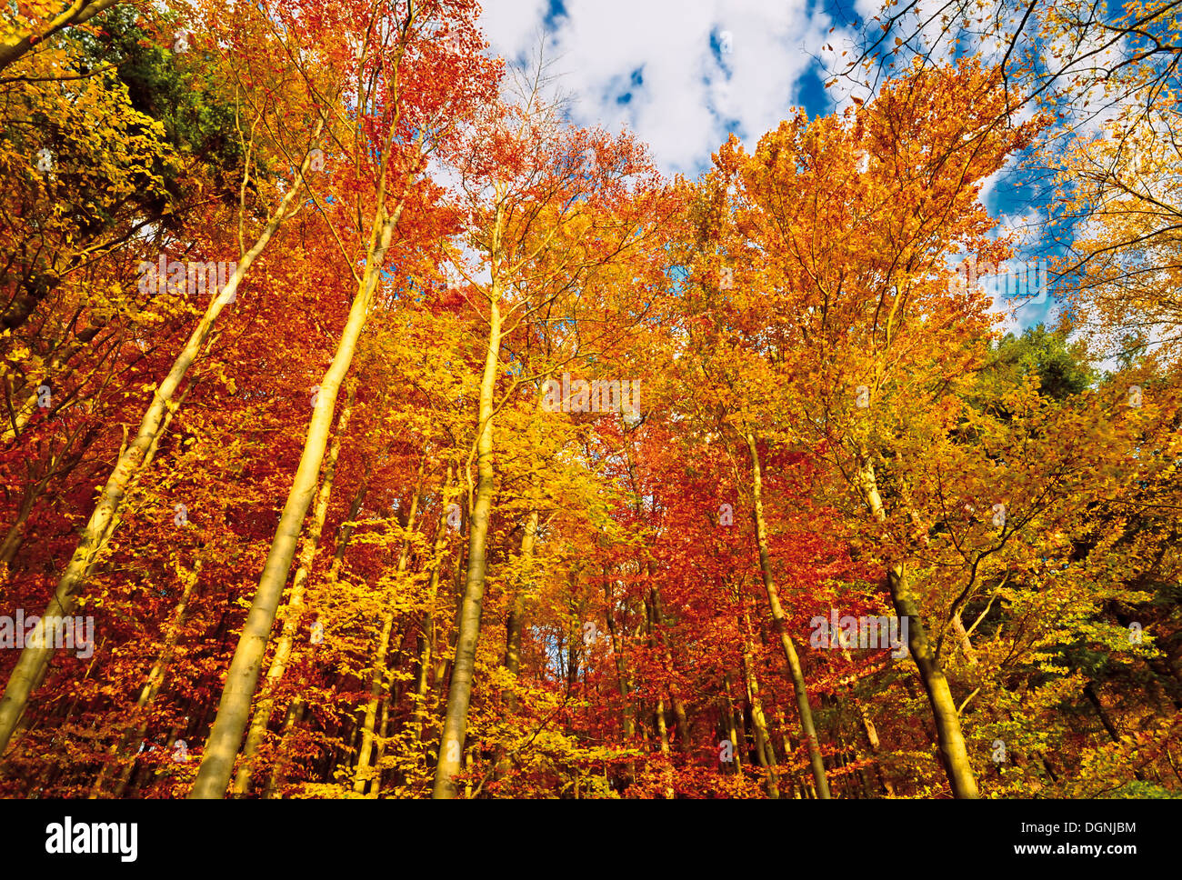 Germany, Nature Park Odenwald: Golden October with atumn forest at ...