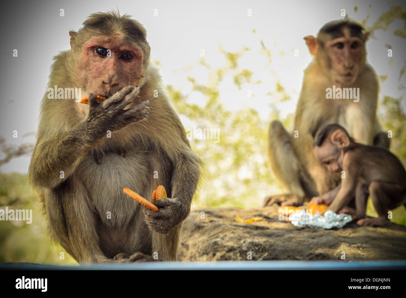 A monkey eating biscuits where as a baby monkey is trying to do the ...
