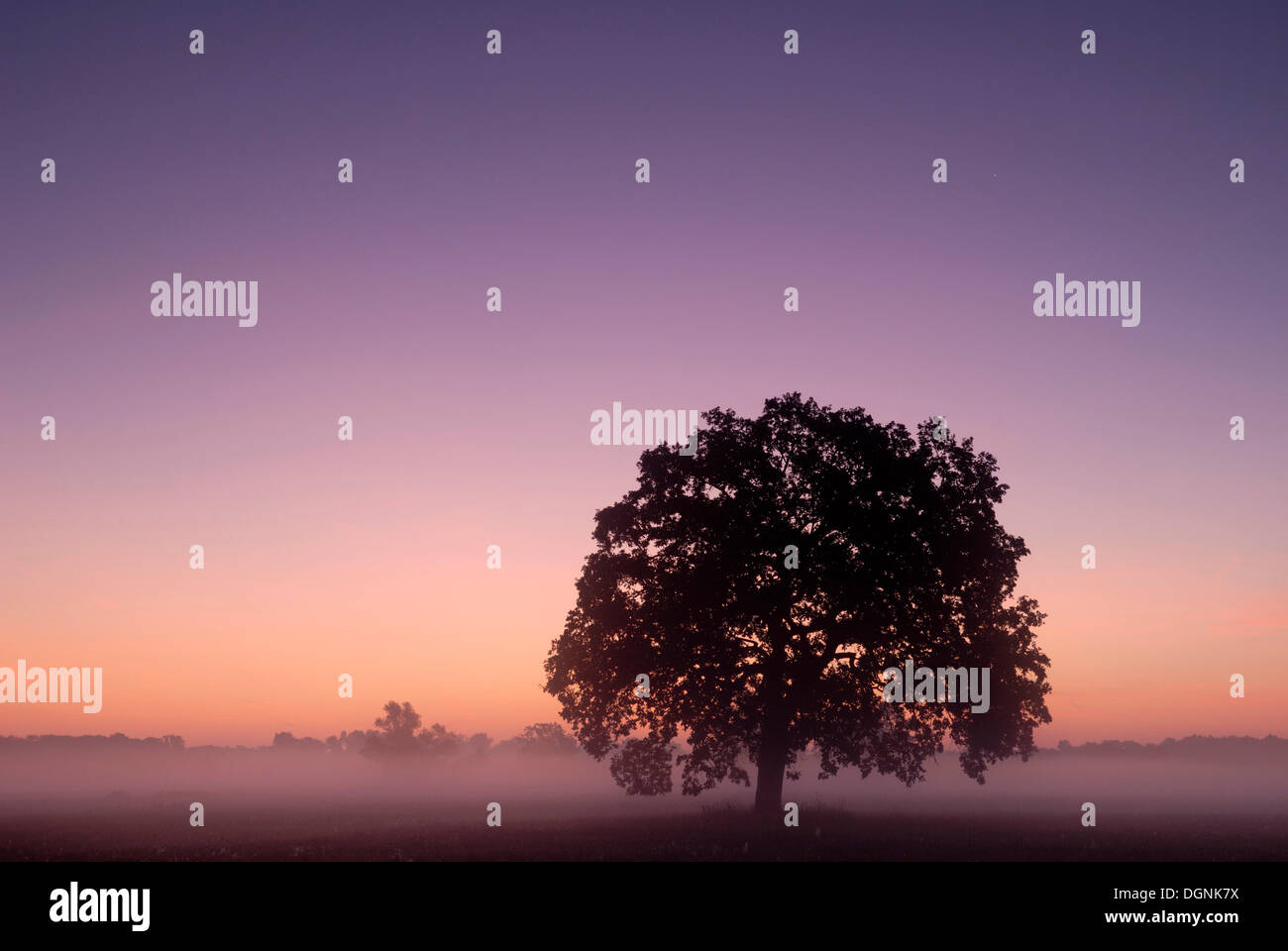 Sunrise oak tree hi-res stock photography and images - Alamy