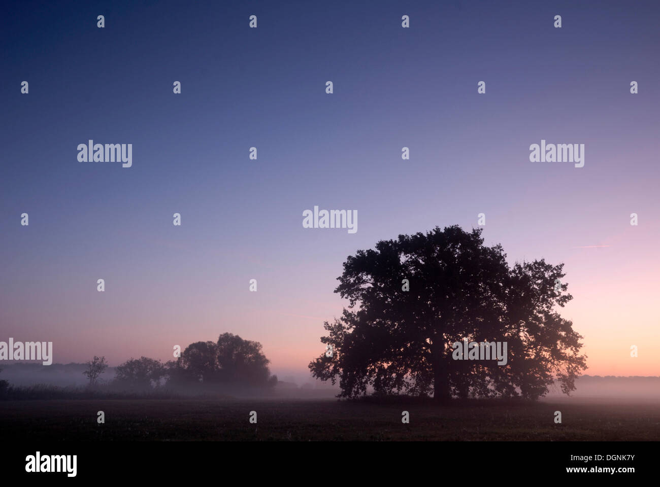 Oak trees sunrise hi-res stock photography and images - Alamy