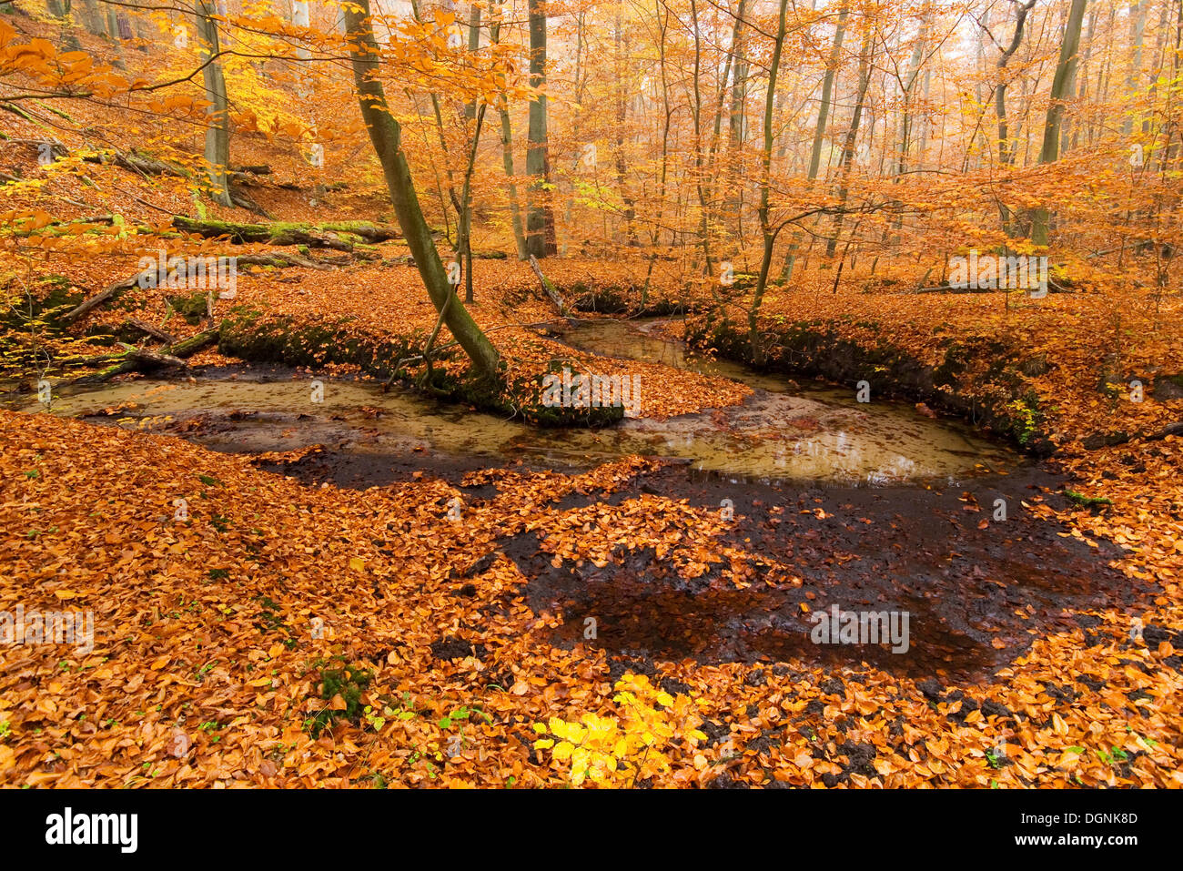 Stream meandering through woods hi-res stock photography and images - Alamy