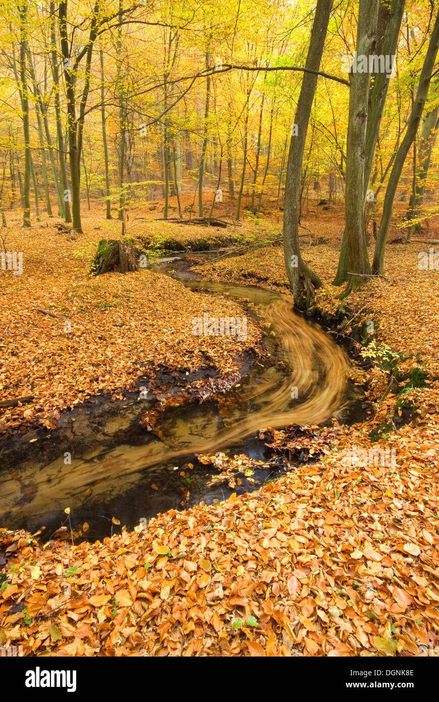 Stream meandering through woods hi-res stock photography and images - Alamy