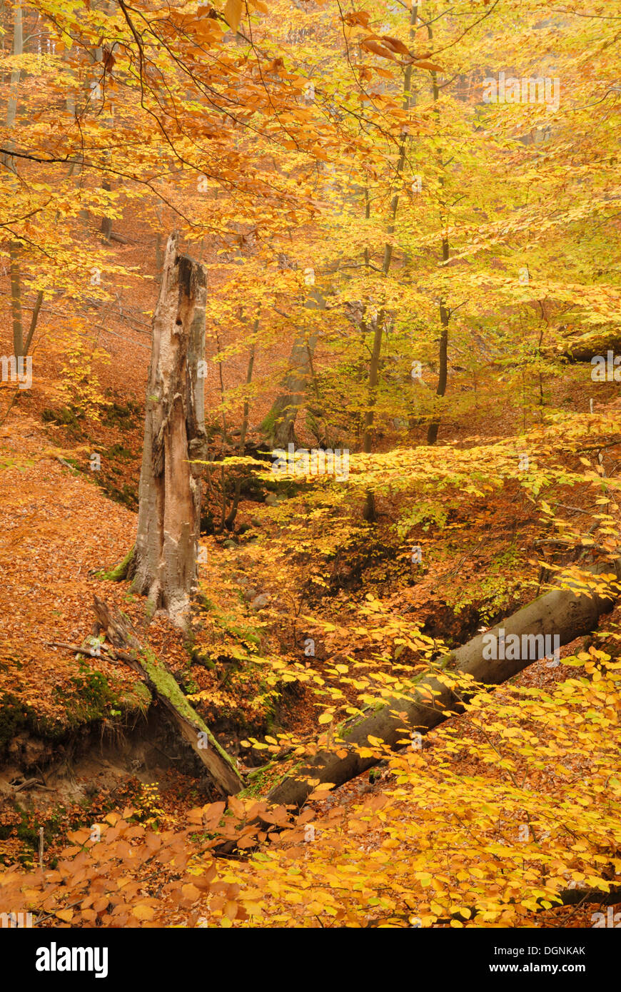 Beech forest in the autumn with dead wood, Nonnenfliess Nature Reserve ...