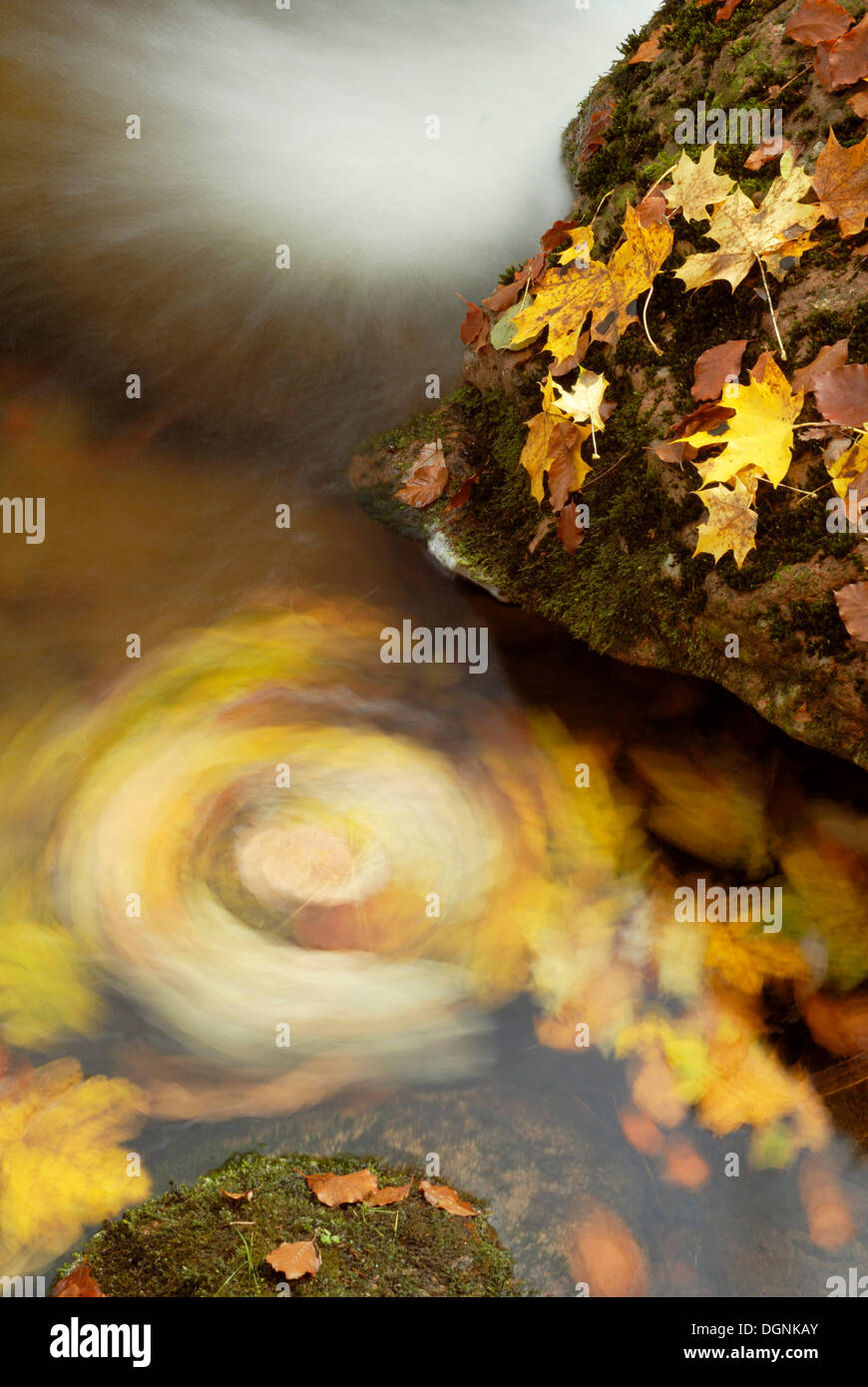 Foliage in an eddy Stock Photo - Alamy