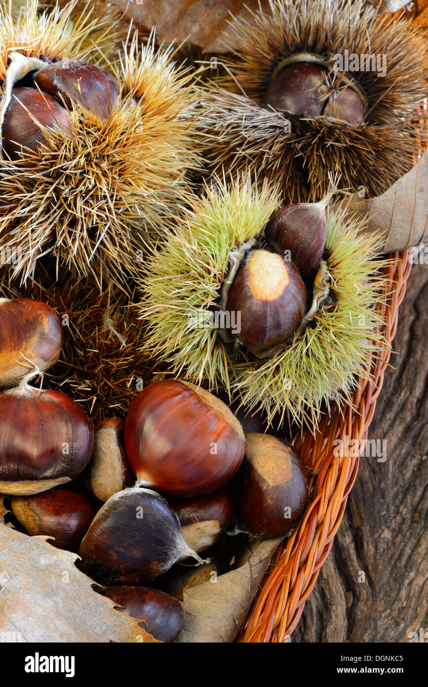 fresh natural chestnuts and curly just picked Stock Photo - Alamy