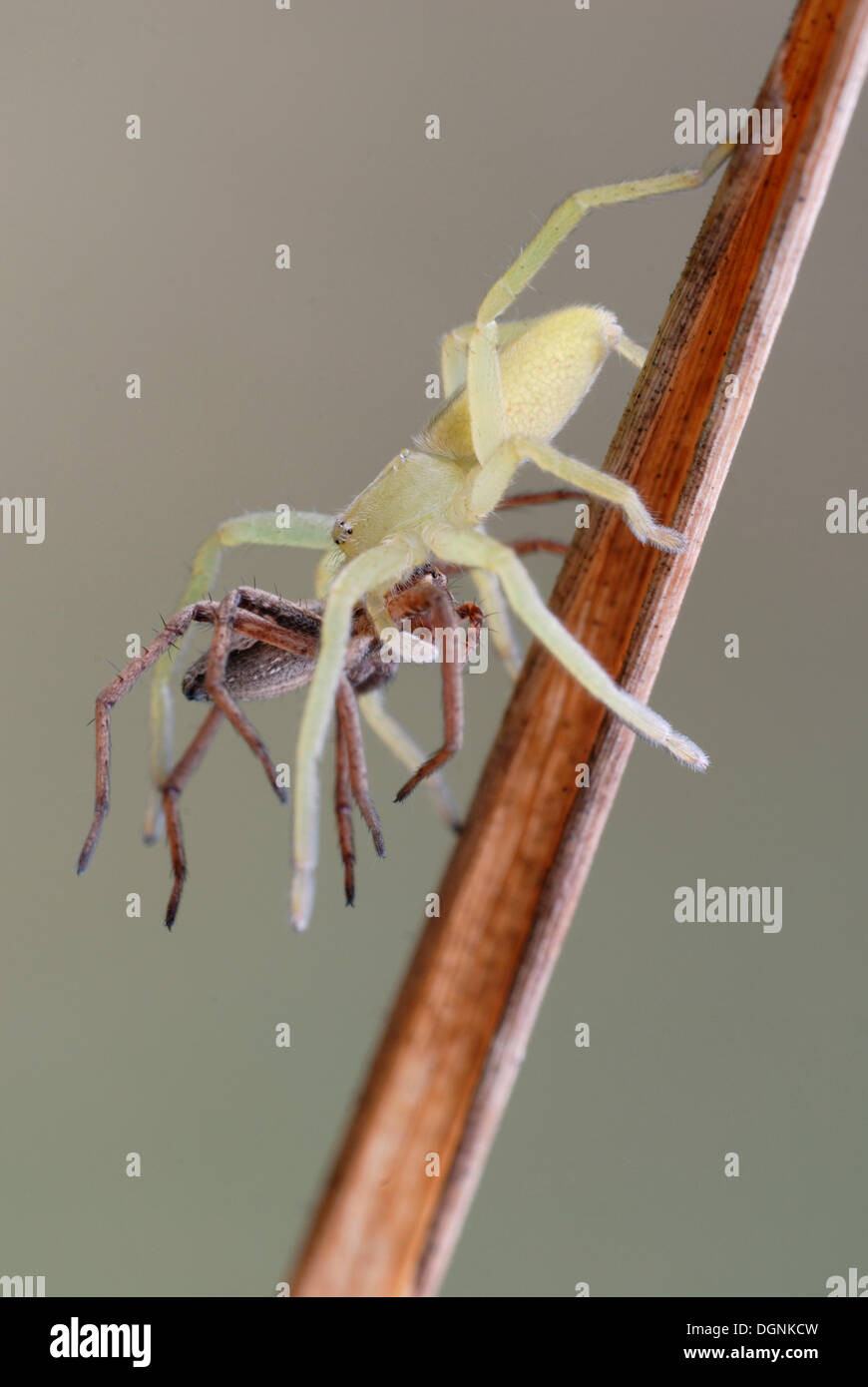 Green huntsman spider (Micrommata virescens) with prey Stock Photo - Alamy