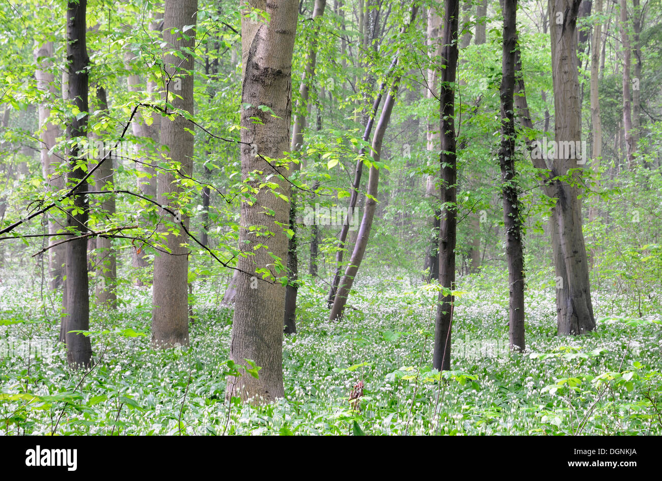 German forest during spring hi-res stock photography and images - Alamy