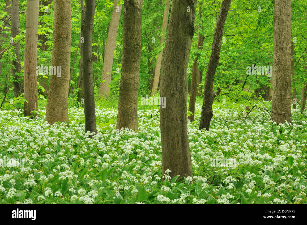 Leipzig floodplain forest hi-res stock photography and images - Alamy