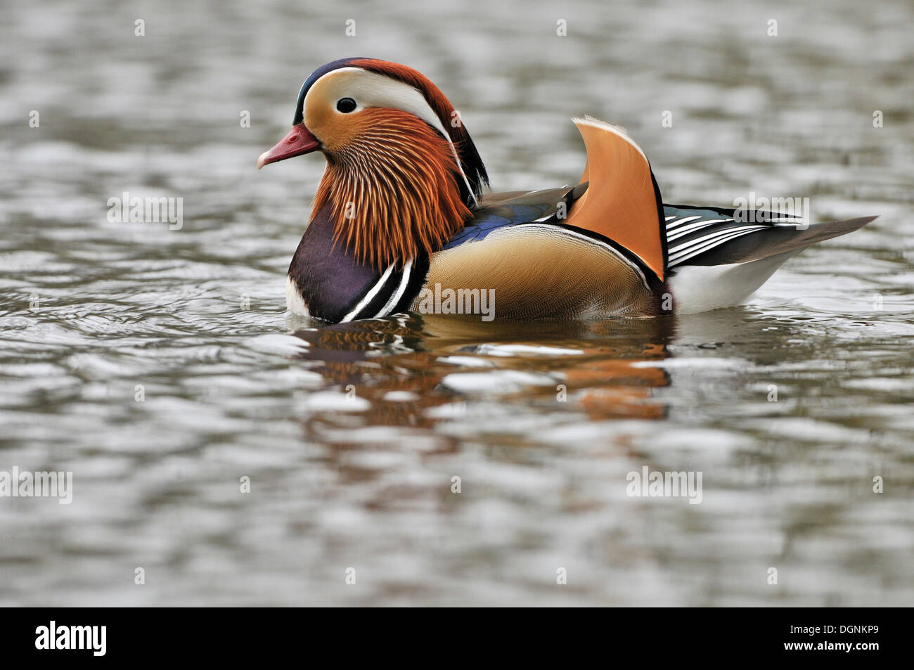 Mandarin duck (Aix galericulata), Leipziger Stadtpark, city park ...
