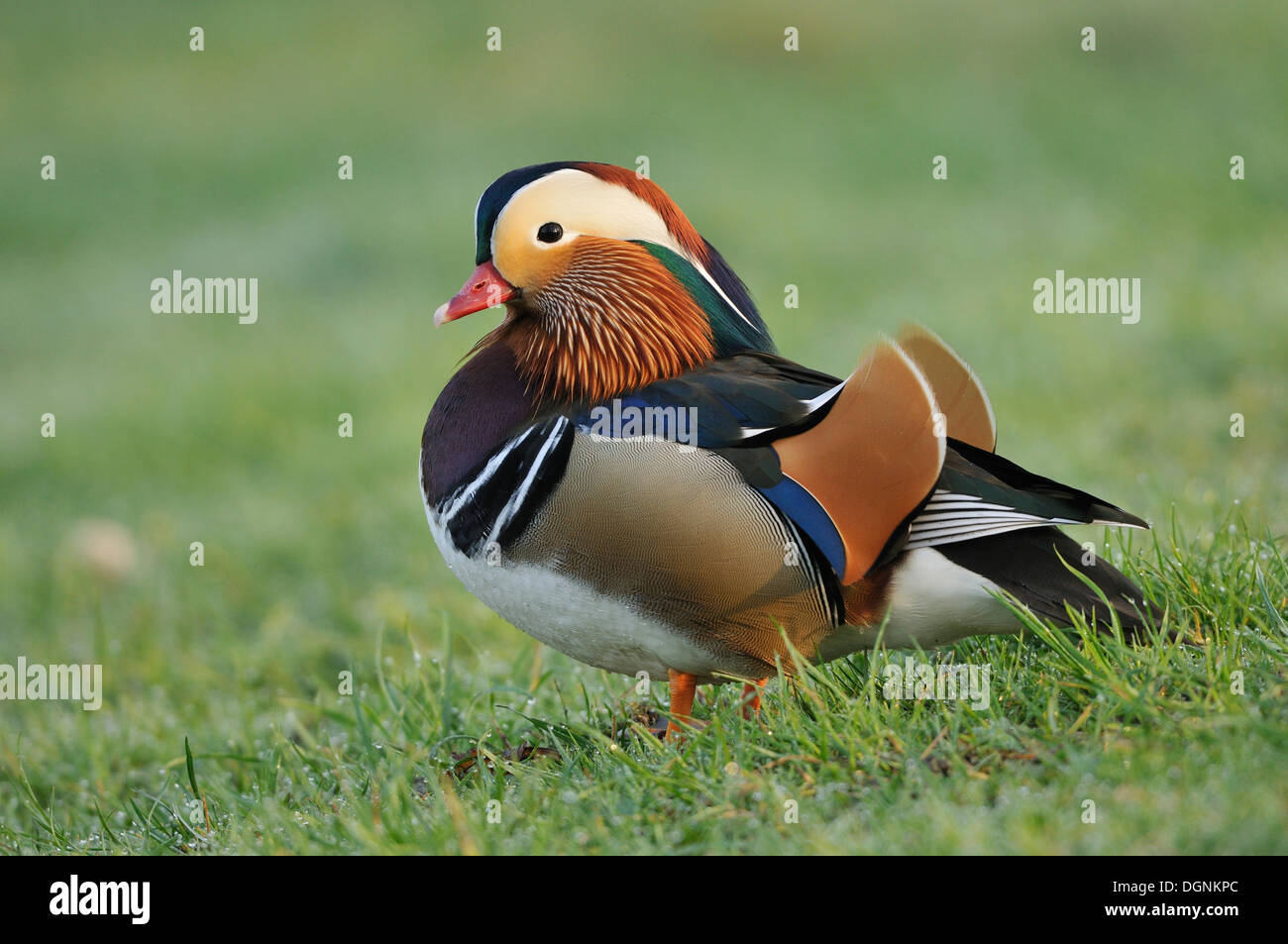 Mandarin duck (Aix galericulata), Leipziger Stadtpark, city park ...
