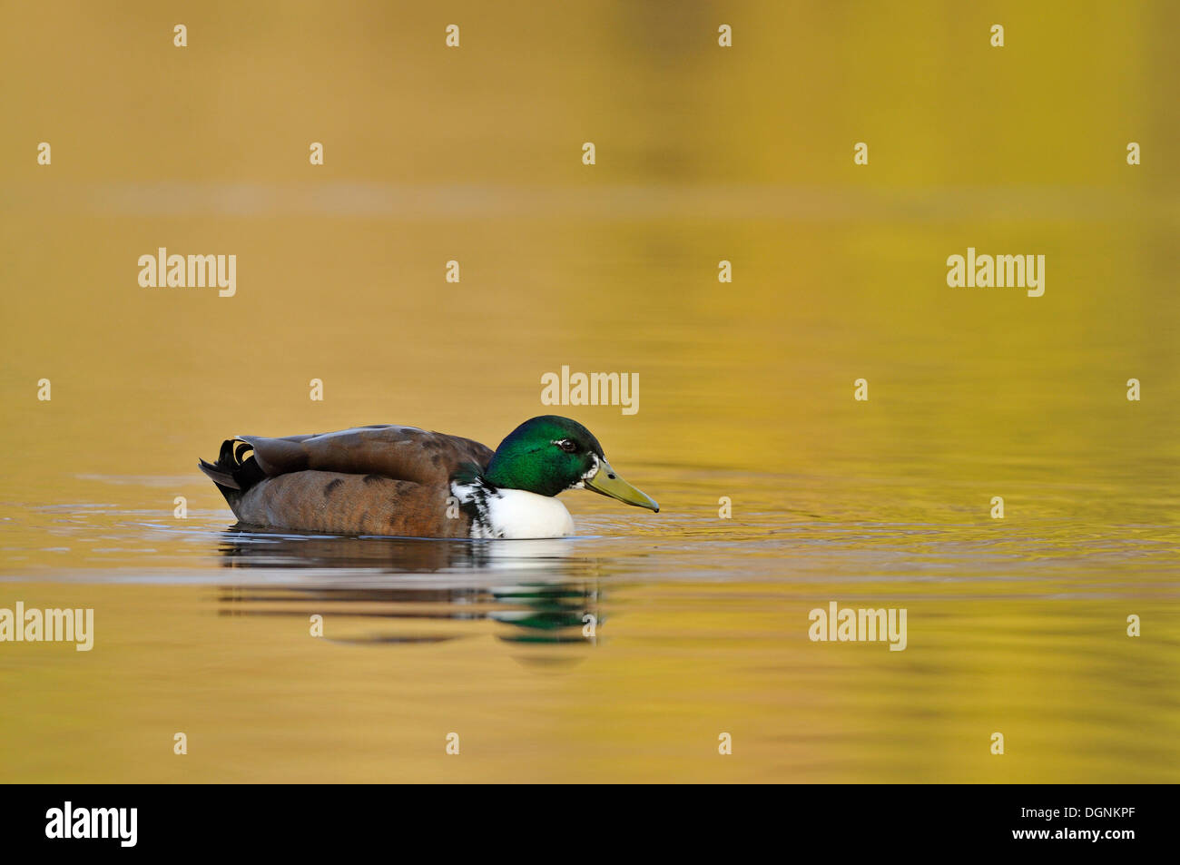 Stadtpark lake hi-res stock photography and images - Alamy