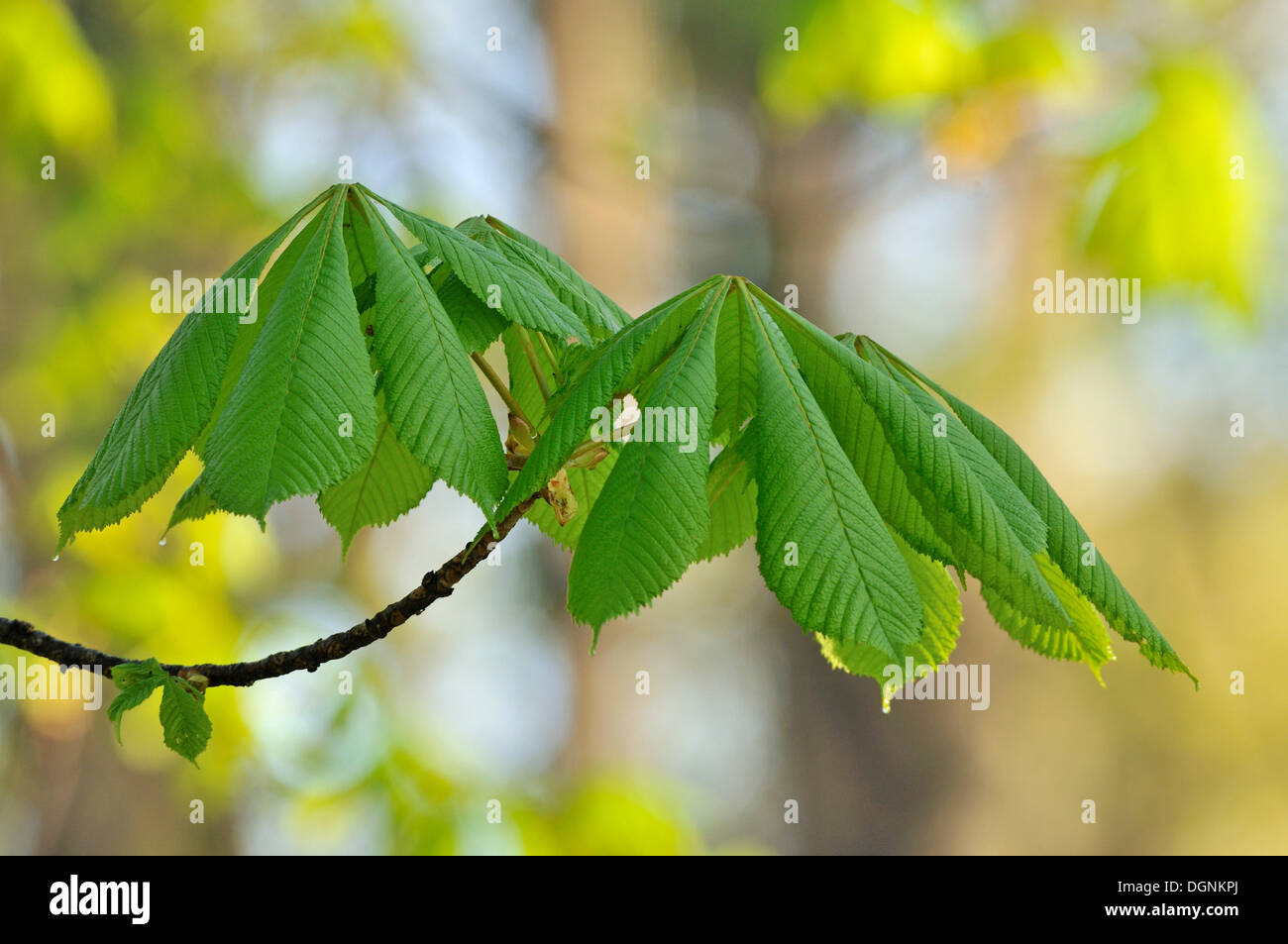 Horse Chestnut (Aesculus hippocastanum), Leipzig floodplain forest ...