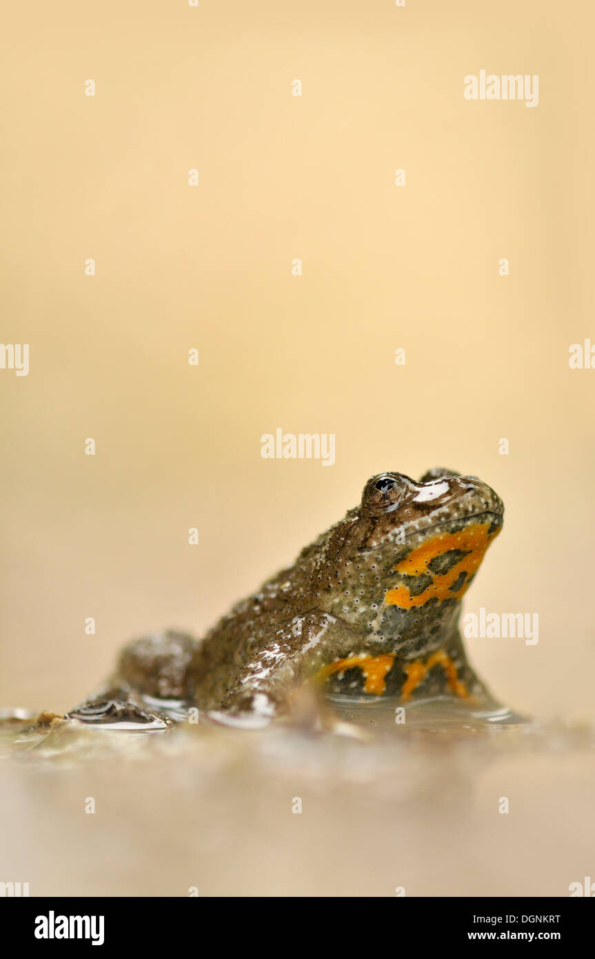 Yellow-bellied toad (Bombina variegata), near Jena, Thuringia Stock ...