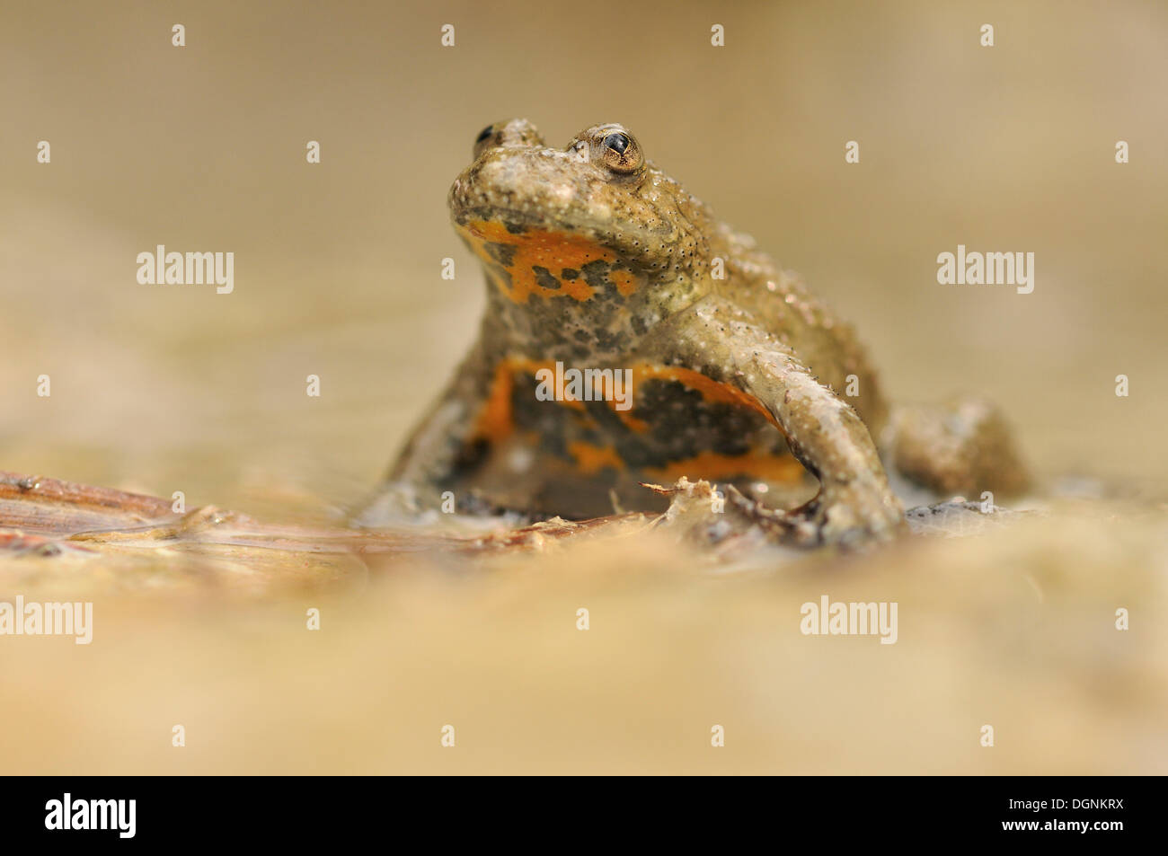 Yellow-bellied toad (Bombina variegata), near Jena, Thuringia Stock ...