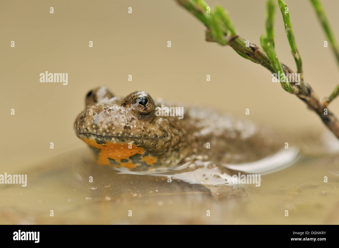 Yellow-bellied toad (Bombina variegata), near Jena, Thuringia Stock ...