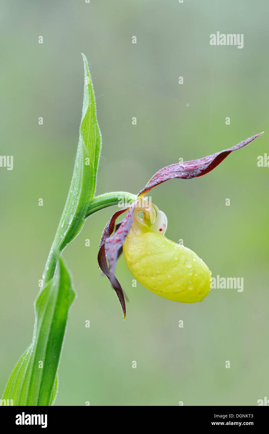 Yellow Lady Slipper Orchid (Cypripedium calceolus), near Jena ...