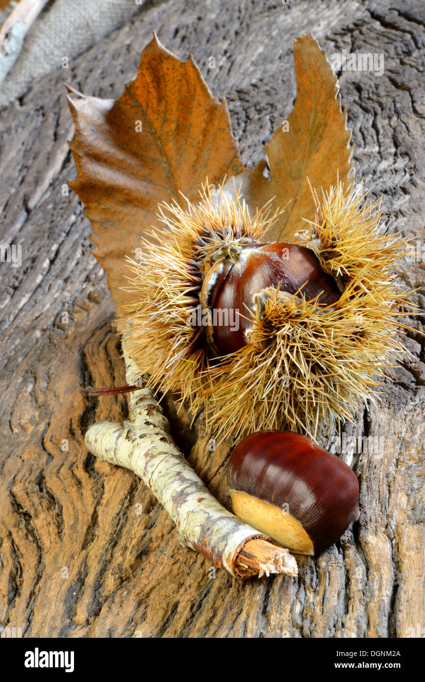 fresh natural chestnuts and curly just picked Stock Photo - Alamy