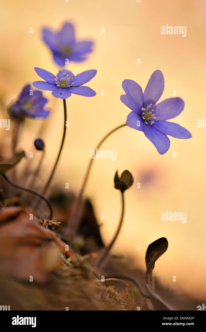 Common Hepatica or Liverwort, (Hepatica nobilis), Bodetal valley, Harz ...