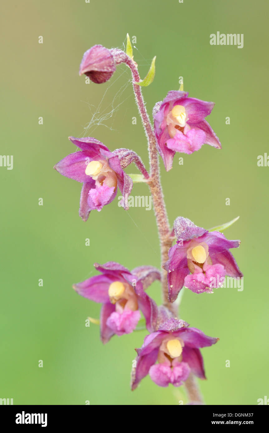 Dark Red Helleborine or Royal Helleborine (Epipactis atrorubens), near ...