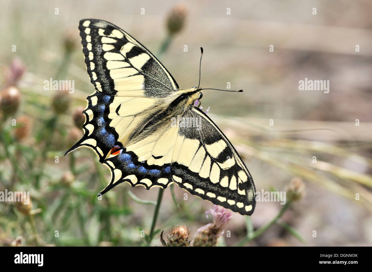Old World Swallowtail Butterfly (Papilio machaon), Rana, Czech Republic ...