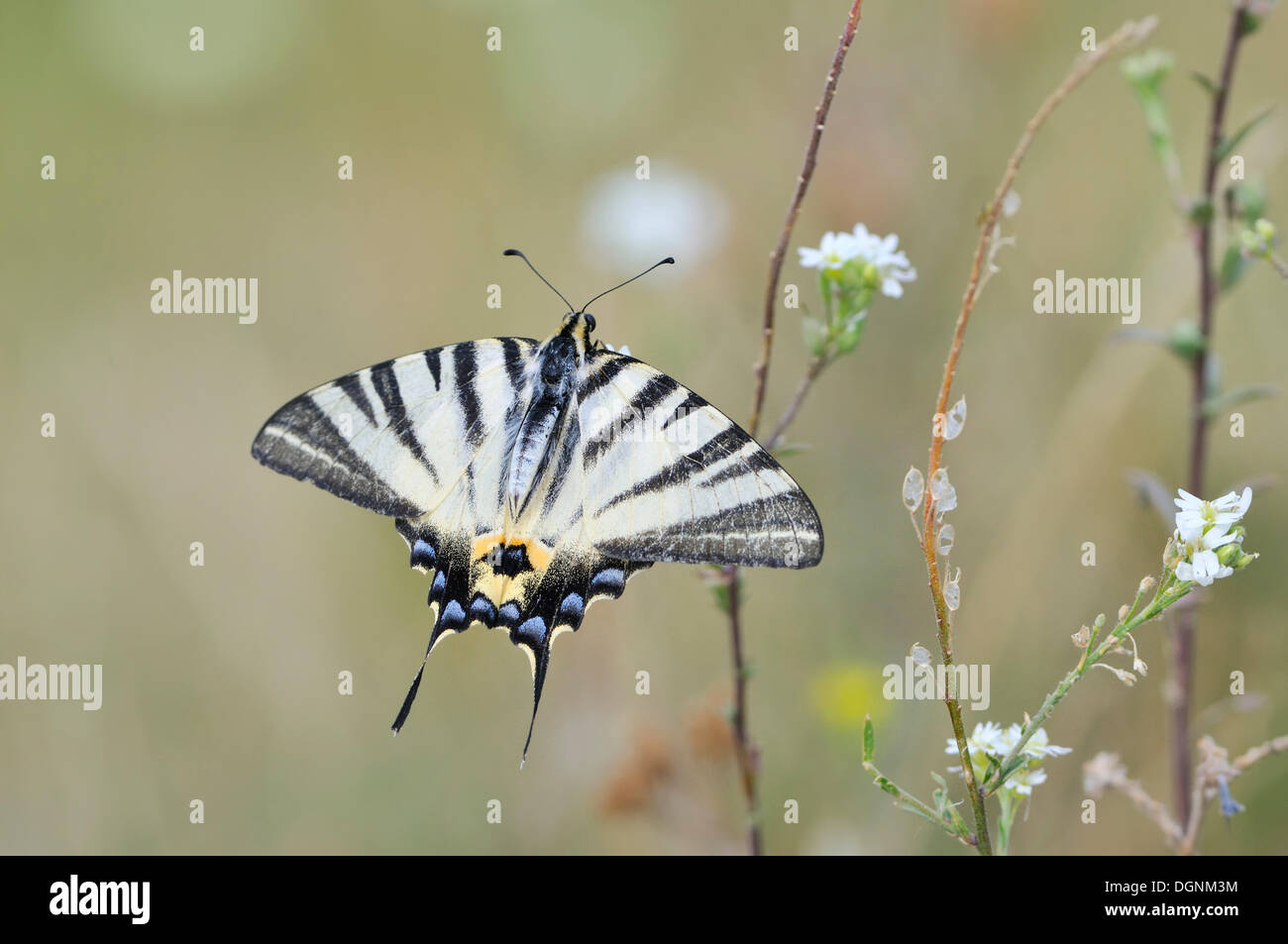 Scarce Swallowtail Butterfly (Iphiclides podalirius), Rana Mountain ...