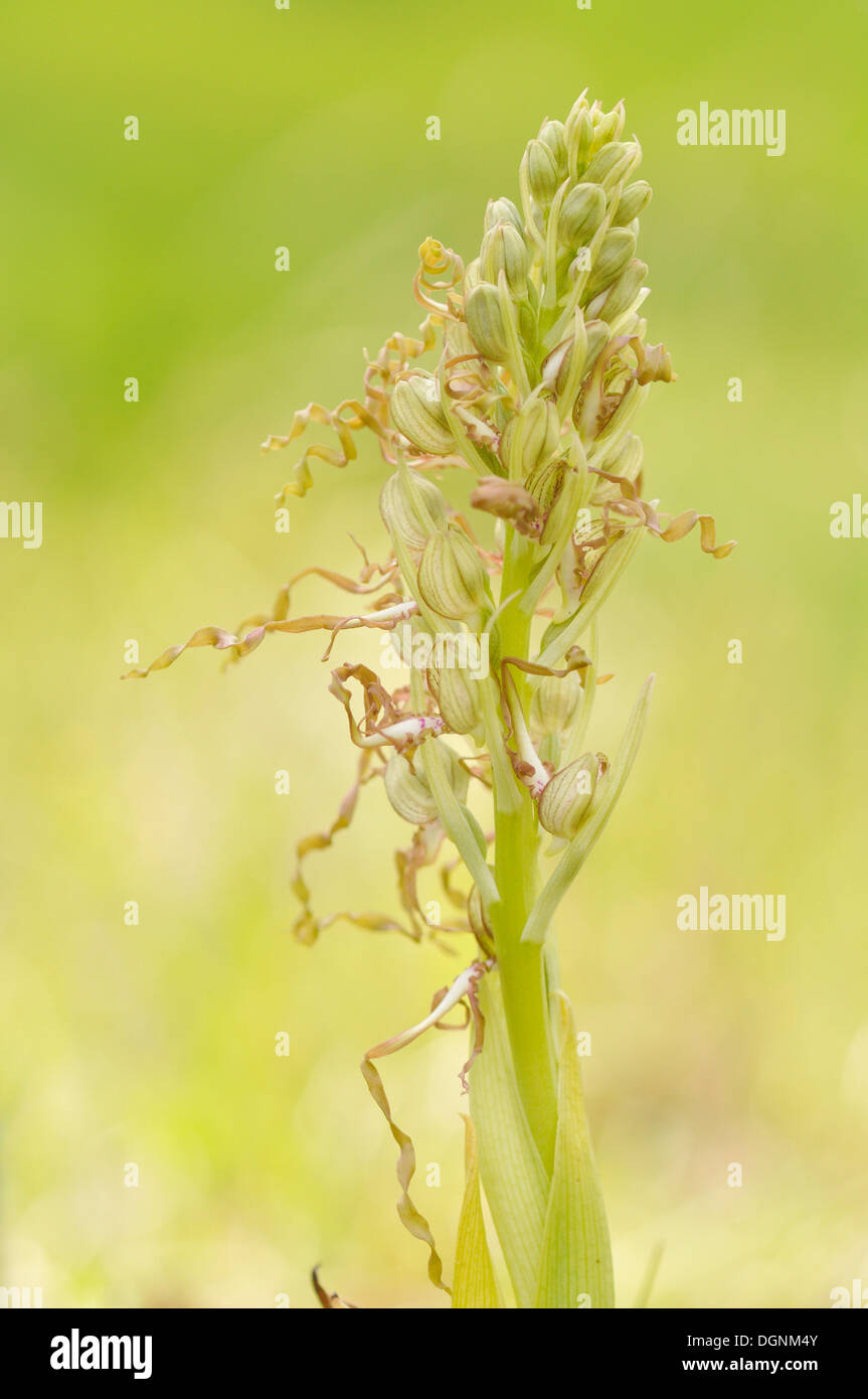 Lizard Orchid (Himantoglossum hircinum), near Jena, Thuringia Stock ...