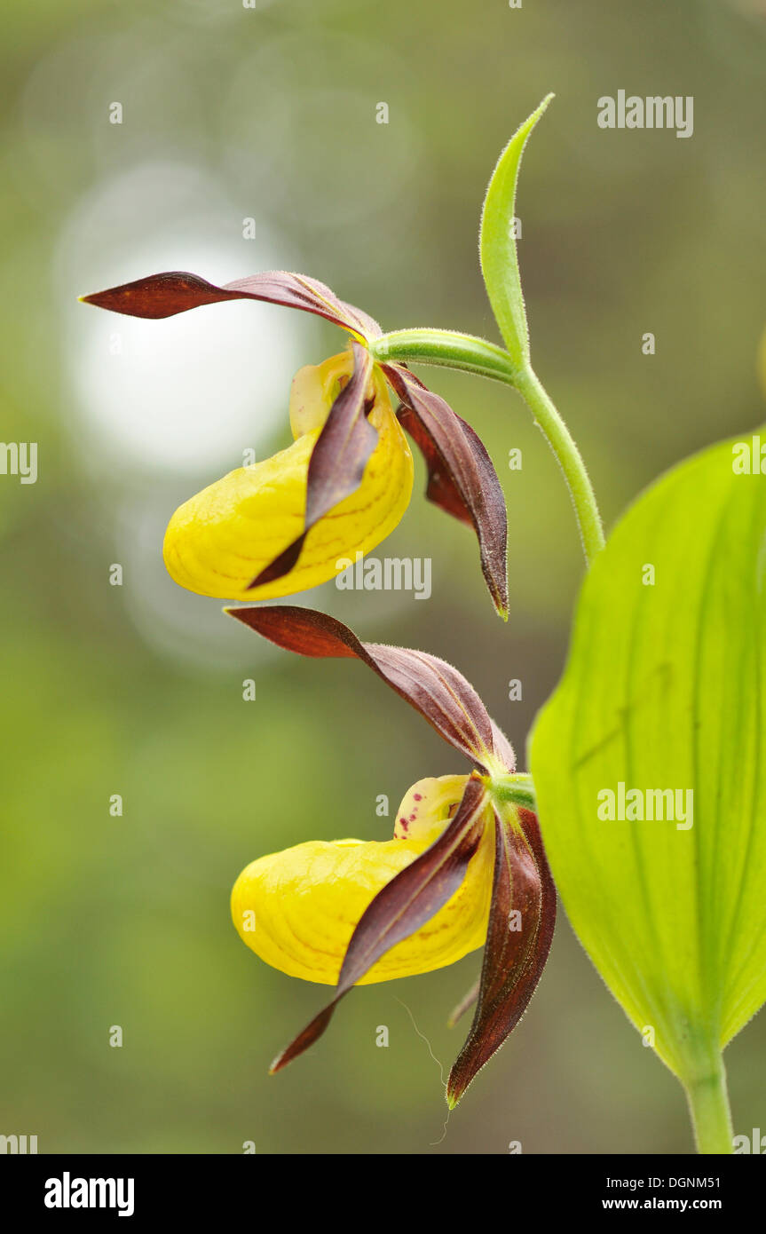 Yellow ladys slippers hi-res stock photography and images - Alamy
