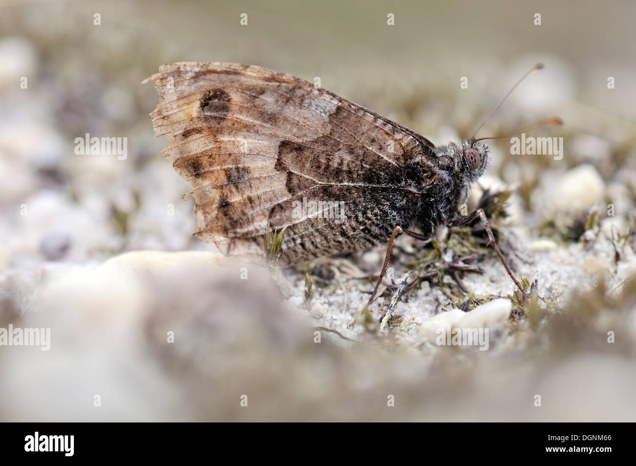 Grayling butterfly (Hipparchia semele), open-cast mining landscape in ...